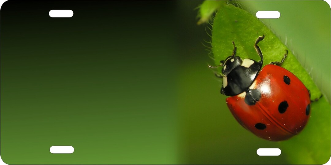 Ladybug Personalized Novelty Front License Plate Custom Decorative Car ...