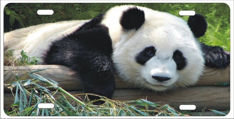 Panda Bear personalized novelty front license plate Decorative | Etsy