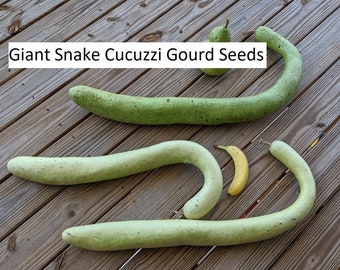 Snake Squash Seeds | Etsy