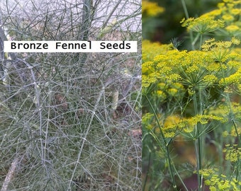 Smokey Fennel or Bronze Fennel foeniculum Vulgare 15 Herb Seeds - Etsy
