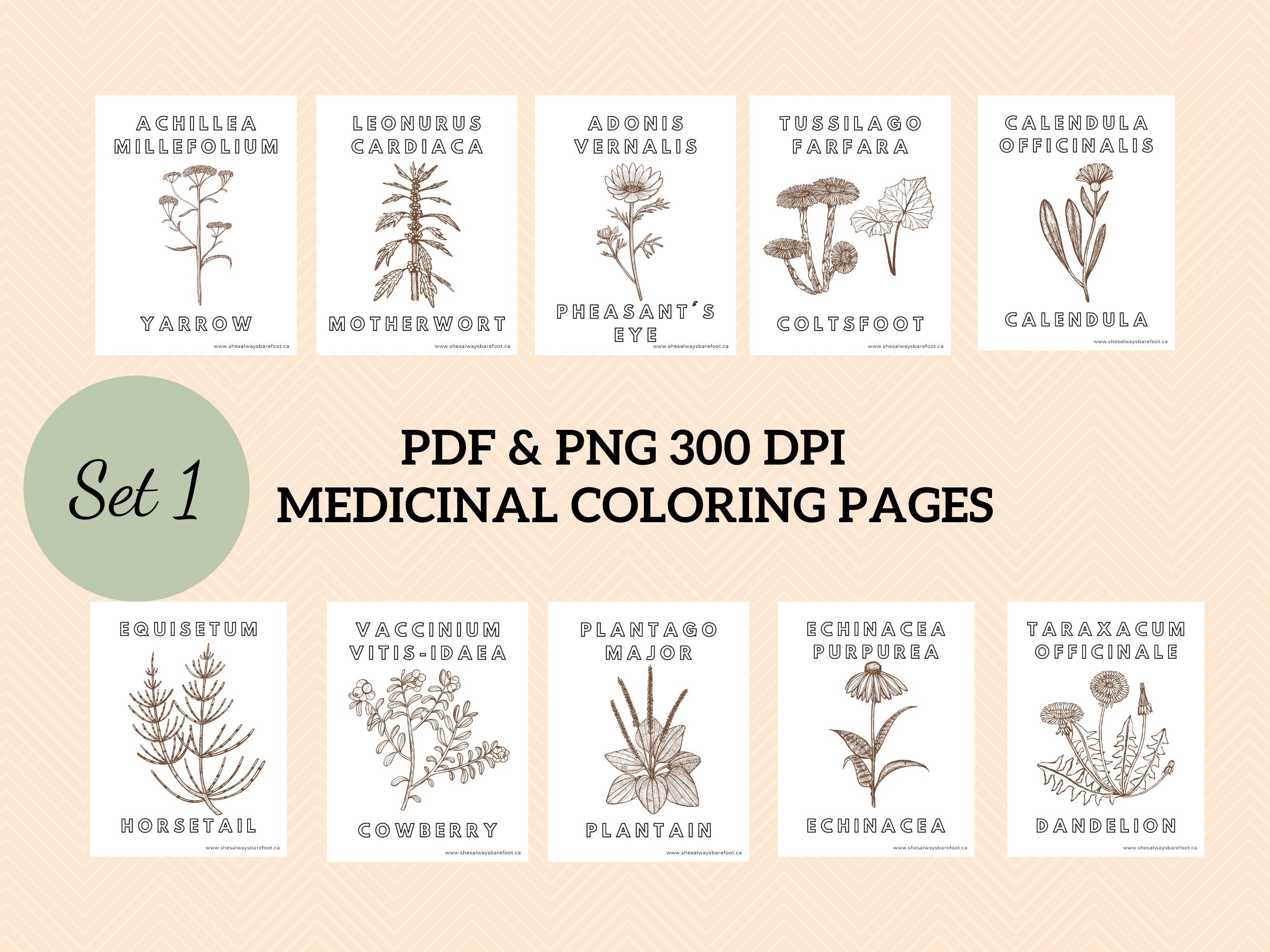 Medicinal Herb Coloring Pages, Botanical Printables (digital Download ...