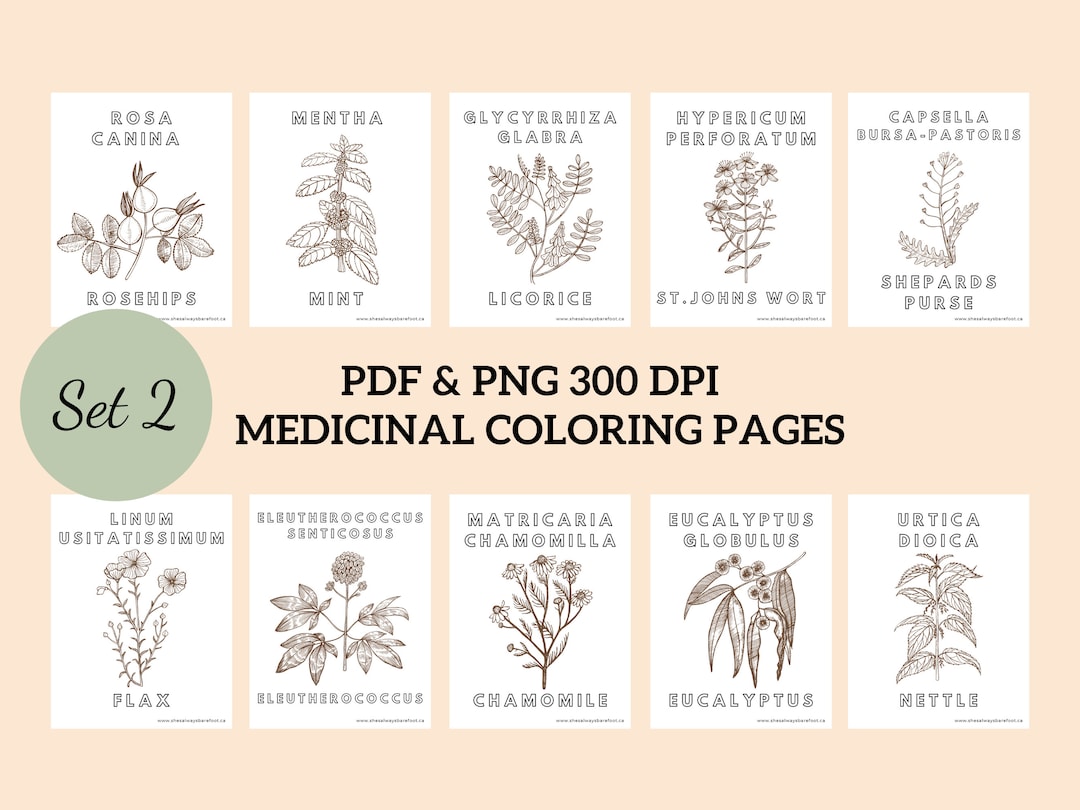 Medicinal Coloring Page, Botanical, Kids, Medicinal Herb, Homeschool ...