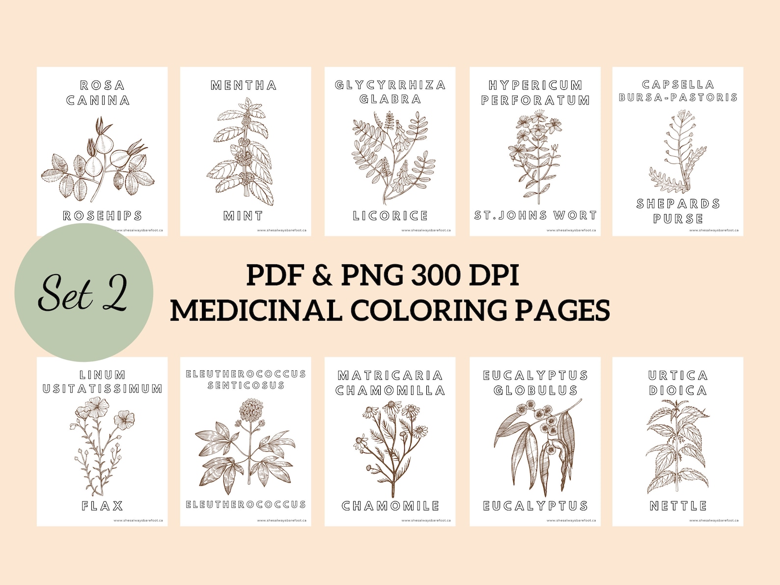 Medicinal Coloring Page, Botanical, Kids, Medicinal Herb, Homeschool ...