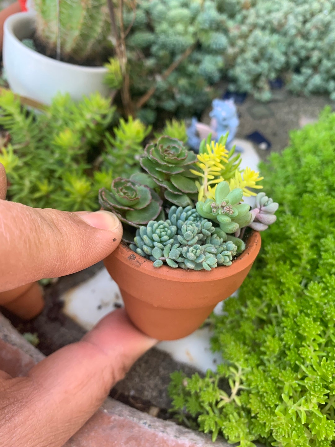 Miniature Succulents Fairy Garden Real LIVE Sedum Plants in Terra Cotta ...