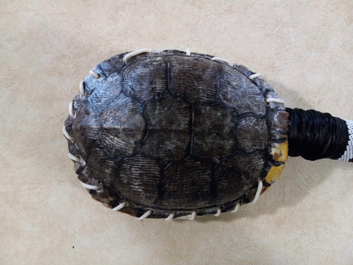 Other Assemblage Art & Collectibles MtManCreations Baby Turtle Shell ...