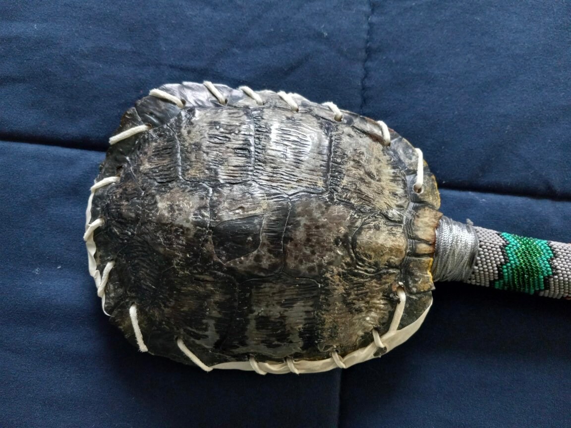 Other Assemblage Art & Collectibles MtManCreations Baby Turtle Shell ...