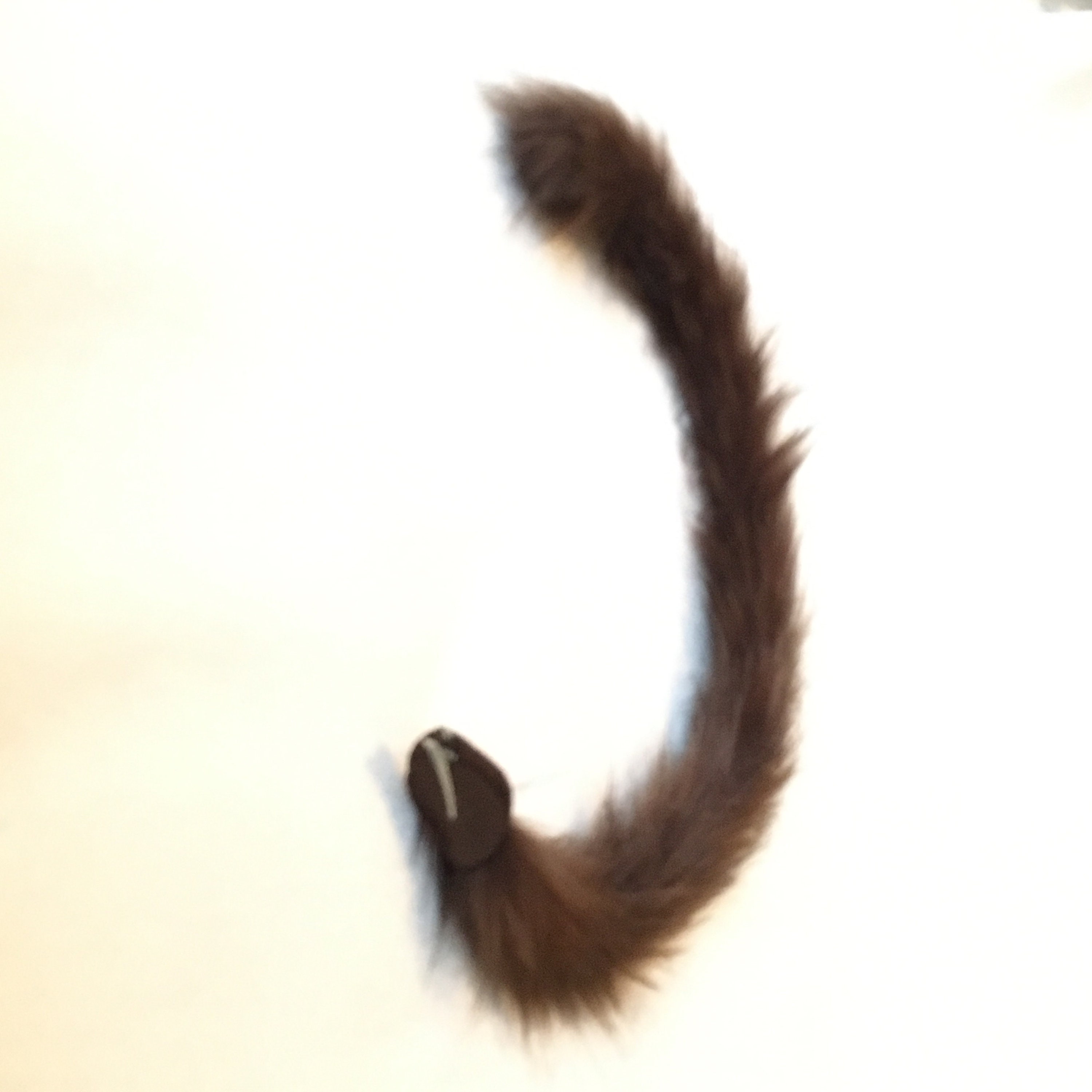 Chipmunk Ears Red, Blue, or Green Hat, or Tail Birthday Party Favors ...
