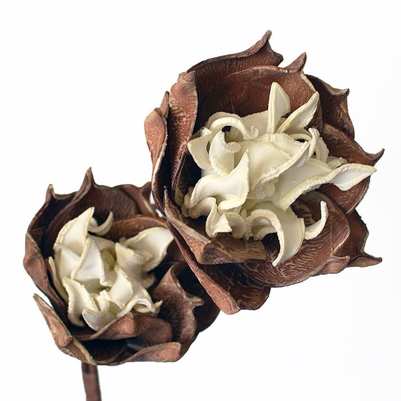 Magnolia Dried Flowers - Etsy