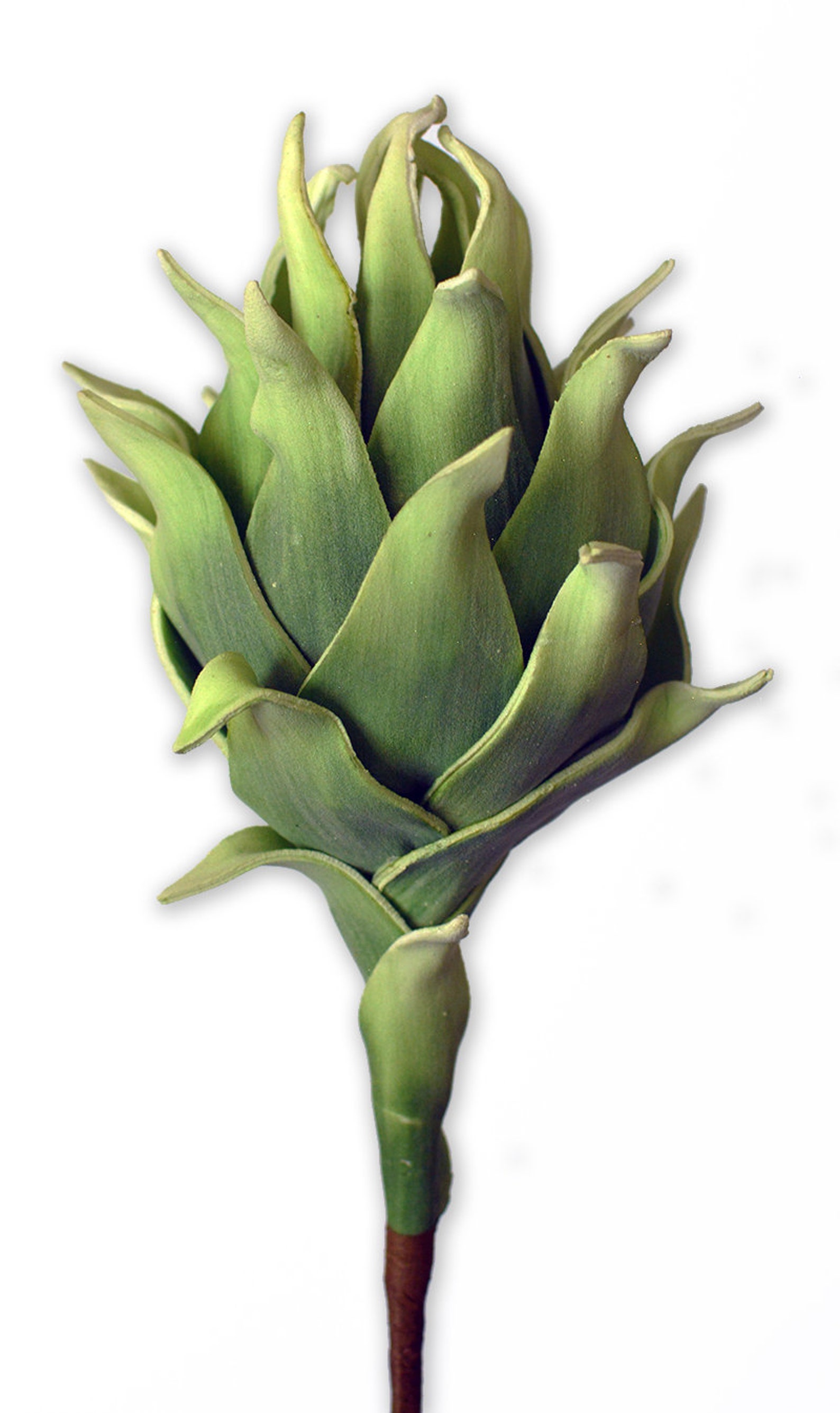 Foam Flower Botanical - Succulent - Realistic Foam Botanical - Green ...
