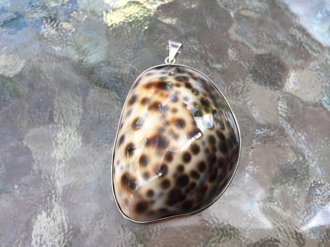 Natural Leopard Cowrie Shell Pendant: Randomly Picked (3x2 to 3x1.5 ...