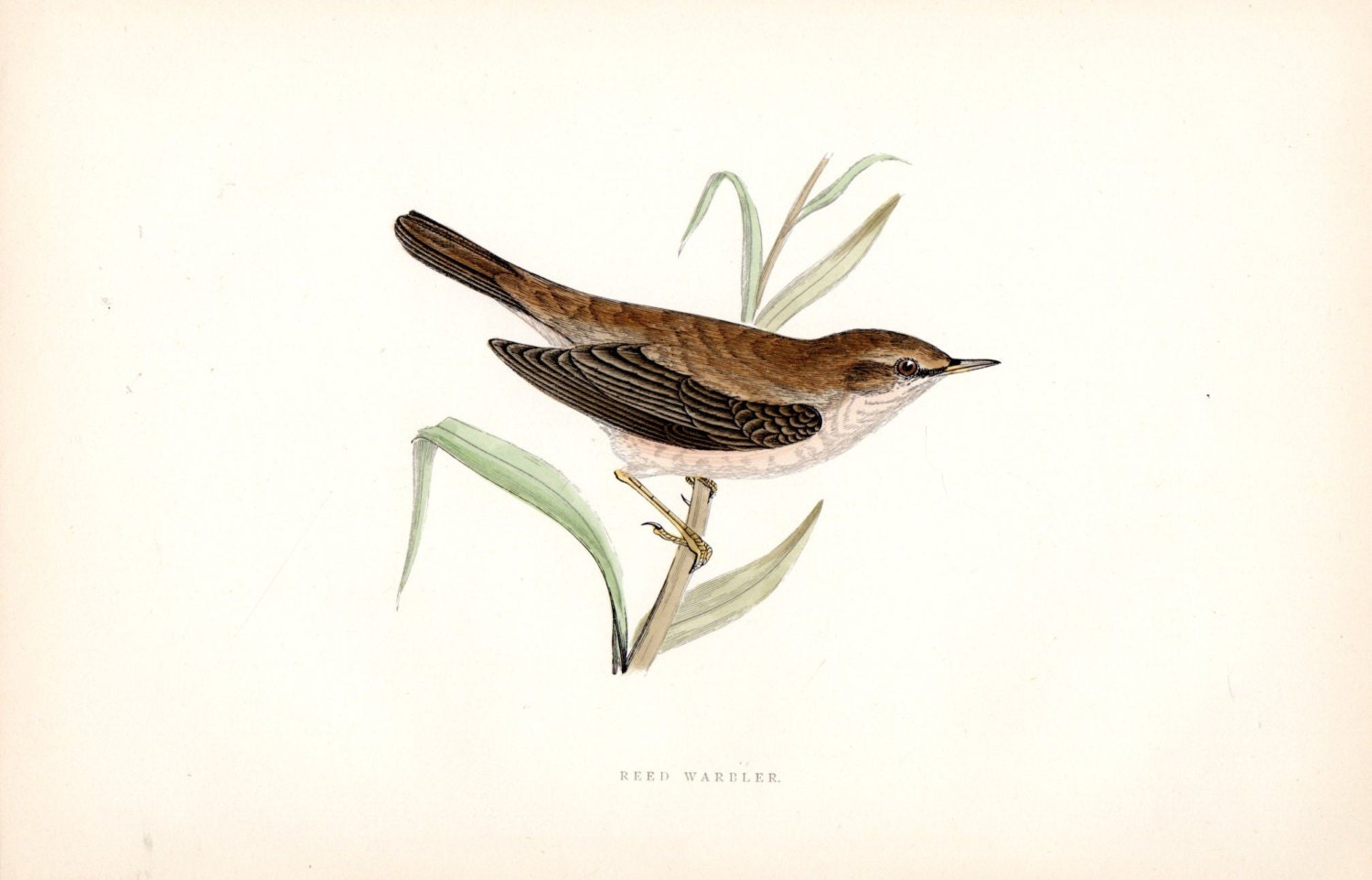 Art & Collectibles Yellow Browed Warbler 1892 Antique Bird Print Morris ...