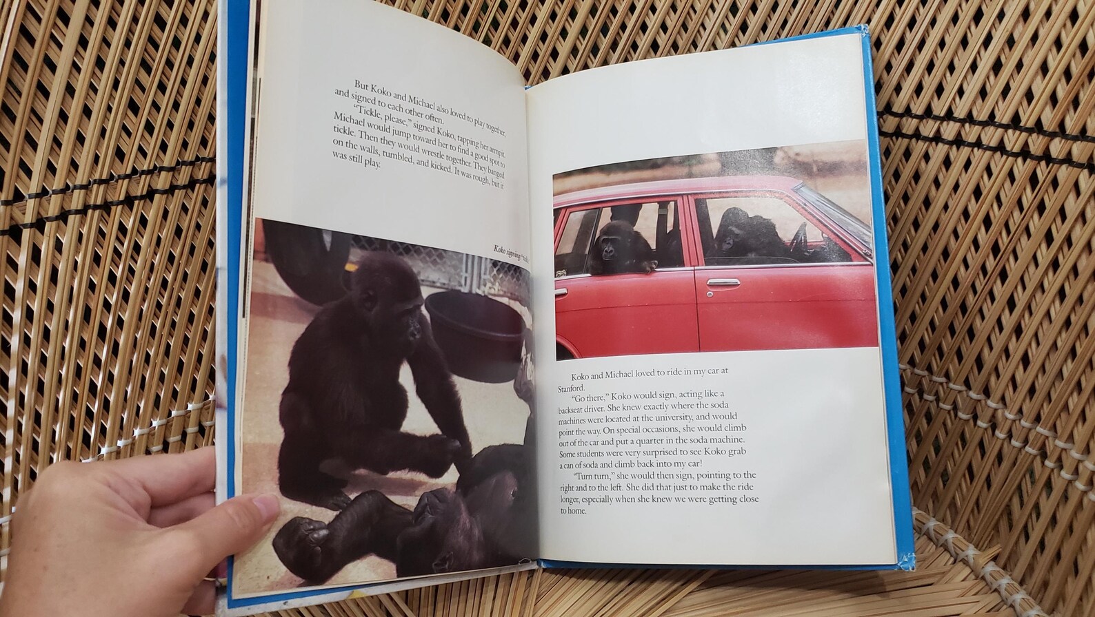 1987 Koko's Story by Dr. Francine Patterson, Hardcover - Etsy