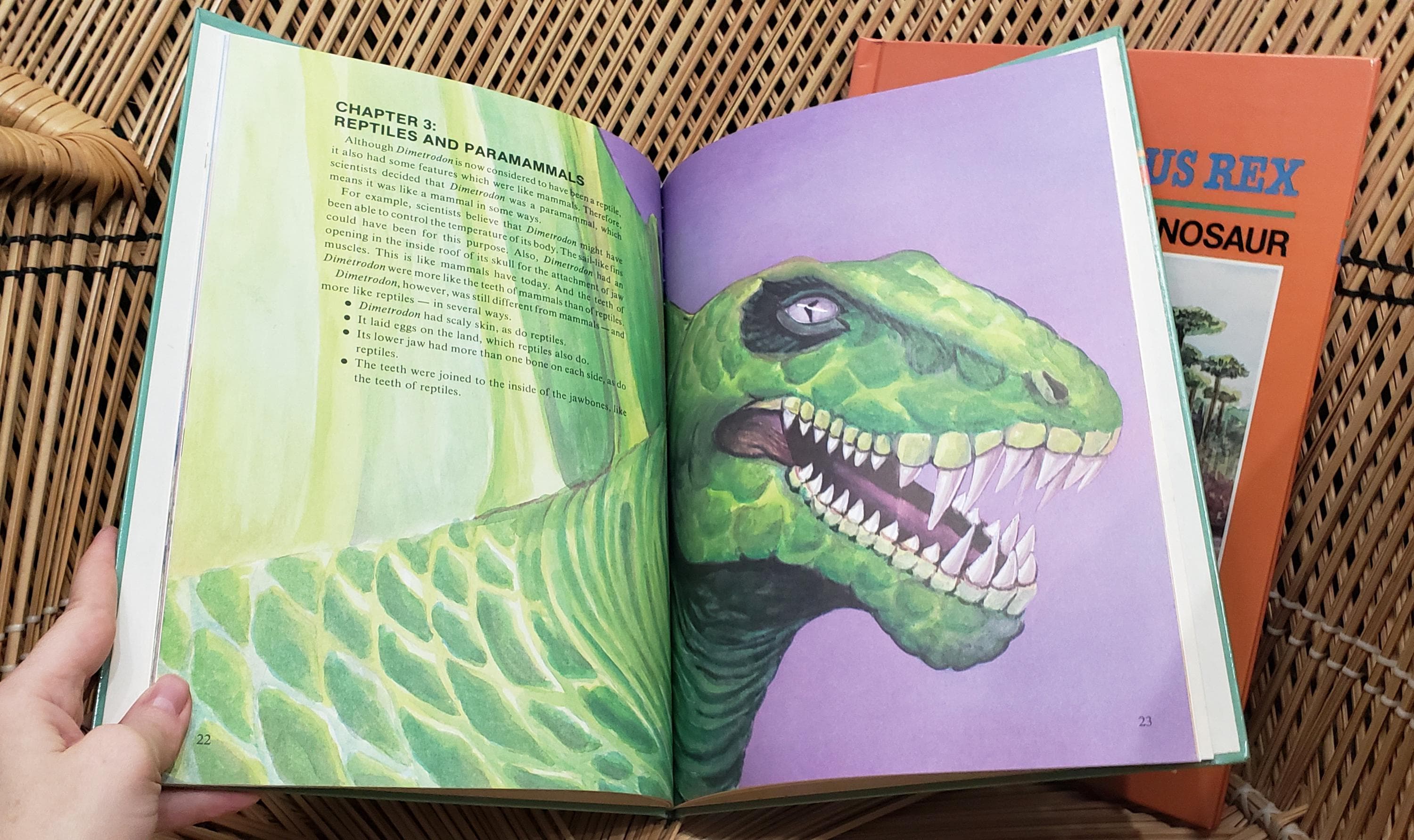 80s Dinosaur Books by Elizabeth J. Sandell Set of 2: Tyrannosaurus Rex ...