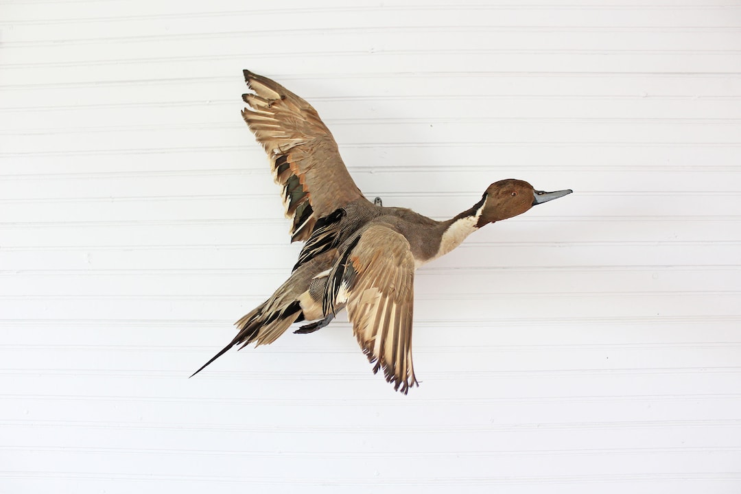 Northern Pintail Drake Flying Duck Taxidermy Flying Right - Etsy