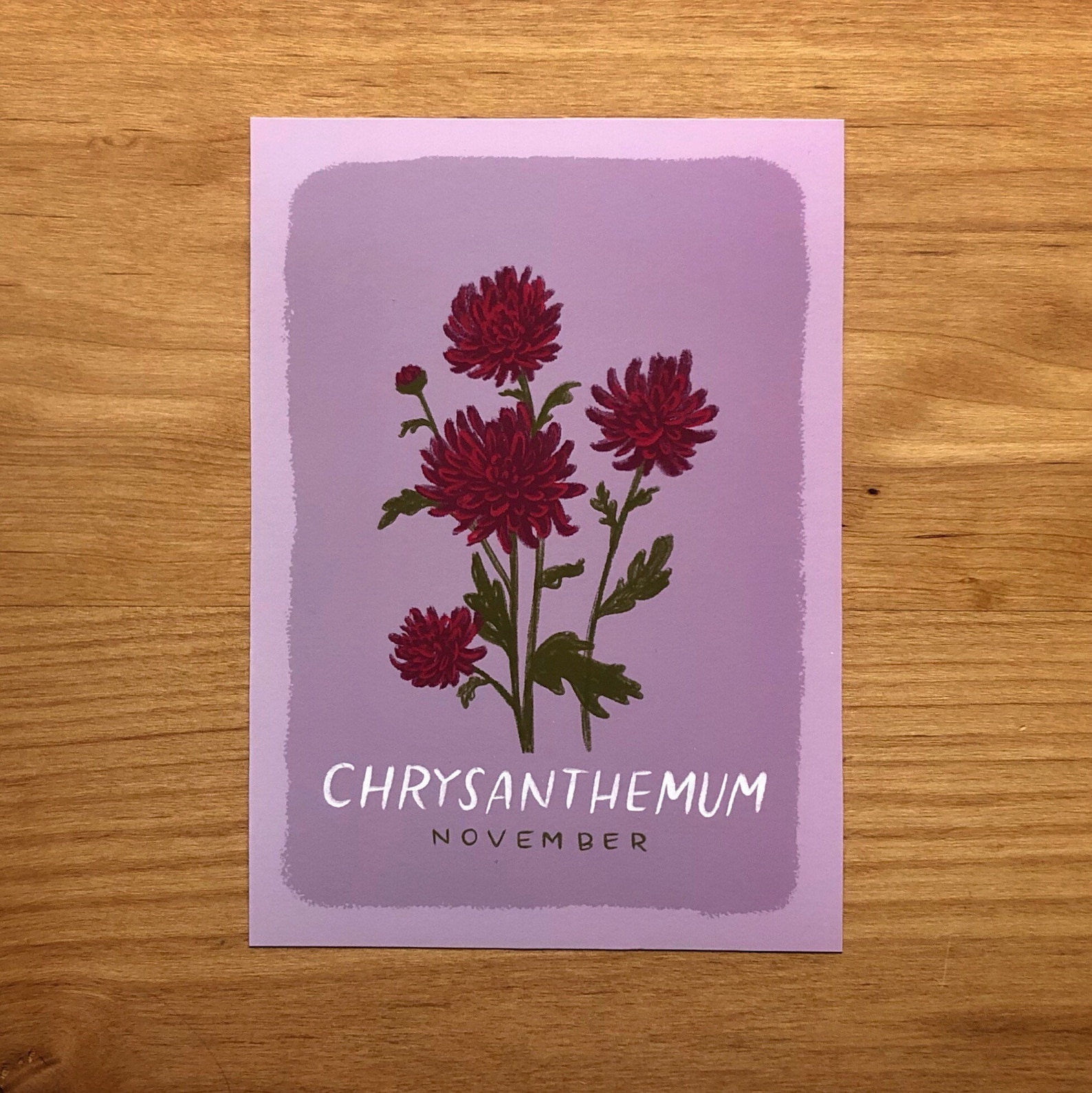 Chrysanthemum - November Birth Month Flower - Floral Illustration Art ...