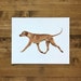 Rhodesian Ridgeback Print - Etsy