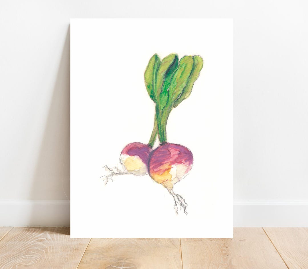 Turnip Watercolor Painting: Botanical Kitchen Art Print - Etsy