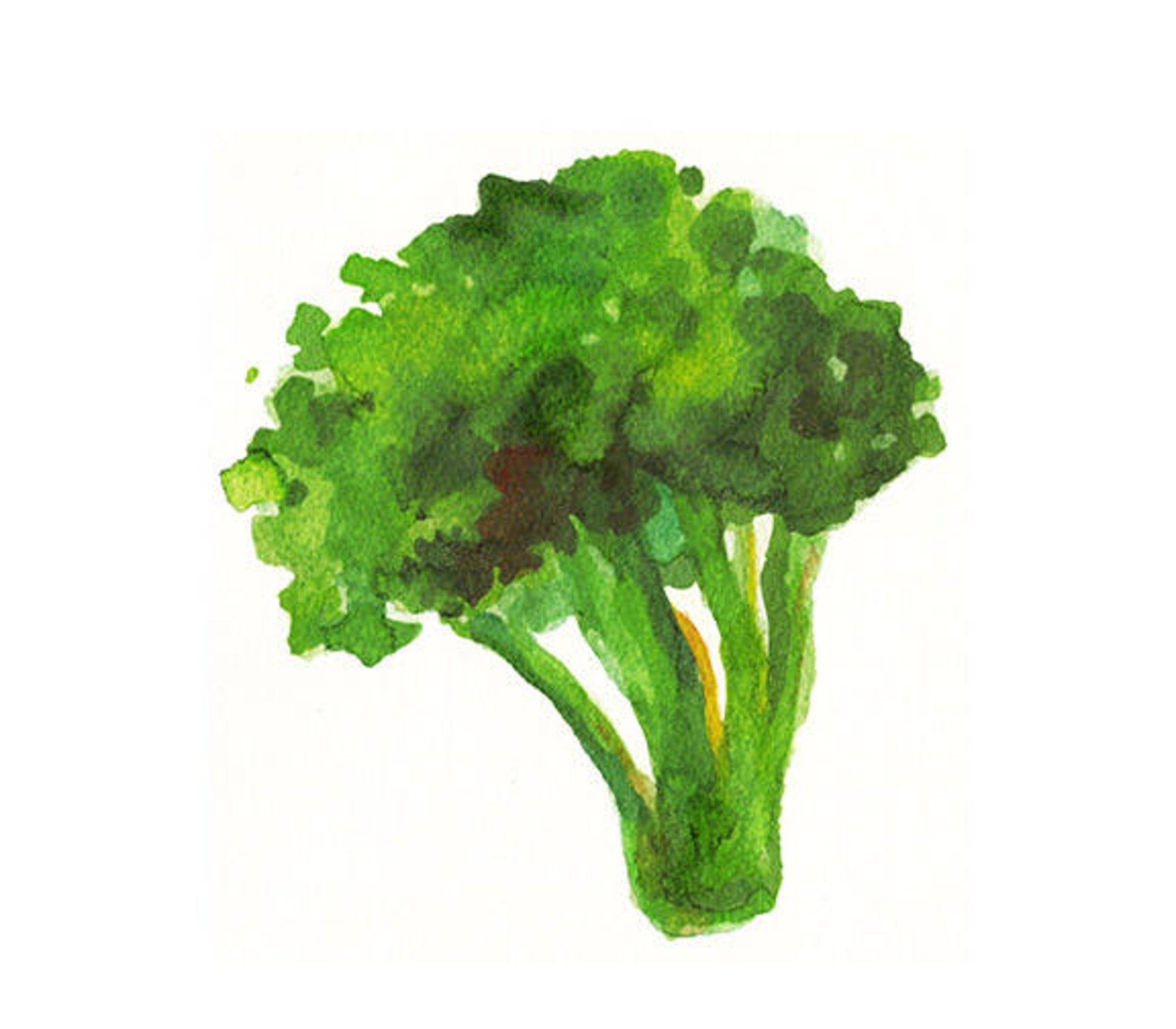 Broccoli Watercolors Painting Vegetable Art Kitchen Wall | Etsy