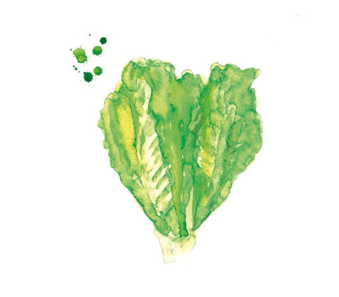 Lettuce Art Watercolor Print Kitchen Wall Art Kitchen Art | Etsy