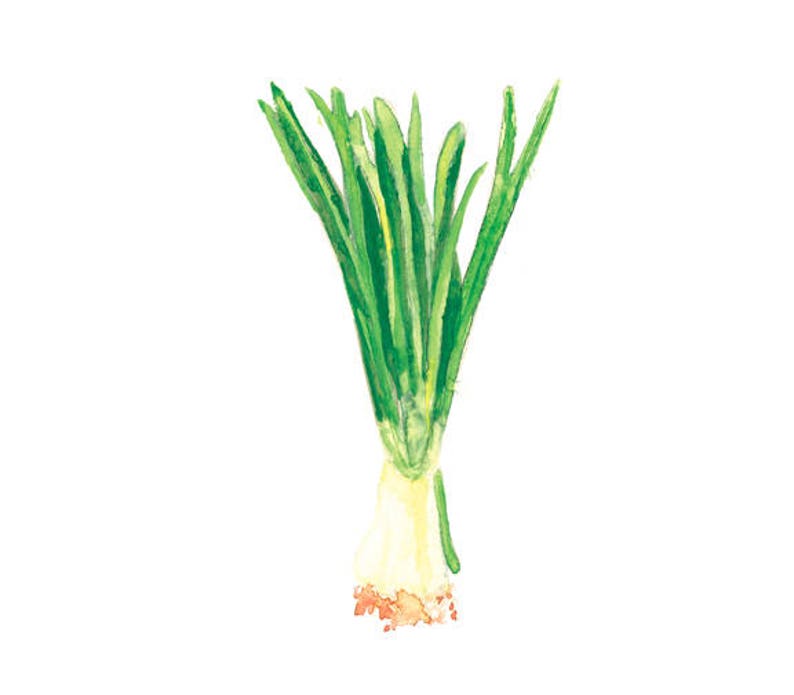 Spring Onions Art-watercolor Print-kitchen Wall Art-onoin Art - Etsy