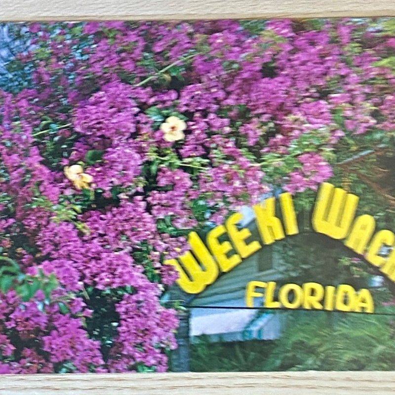 Weeki Wachee - Etsy