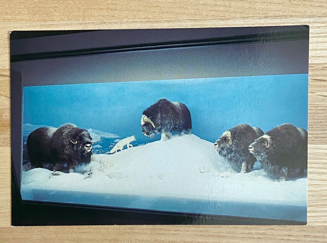 Tucson AZ International Wildlife Museum, Musk Oxen & White Fox Postcard ...