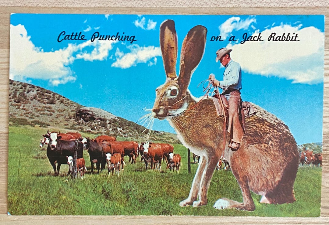 Cattle Punching on a Jack Rabbit Funny Postcard, Humorous Souvenir ...