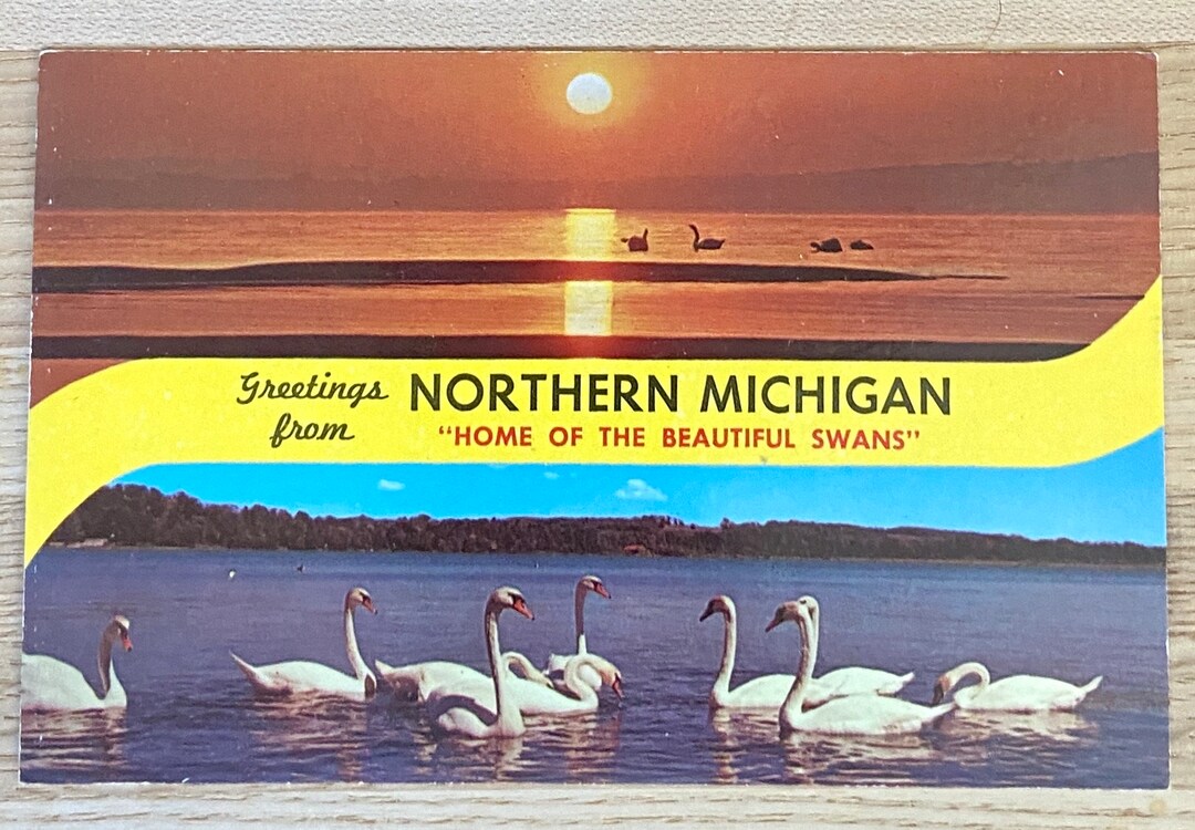 Northern Michigan's Beautful Swans Postcard, Unused Souvenir Ephemera ...