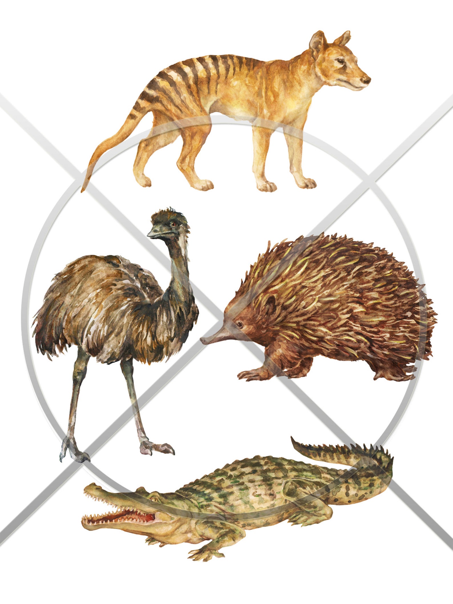 FULL PACK Animals of Australia Clipart, Digital Watercolor Australian ...