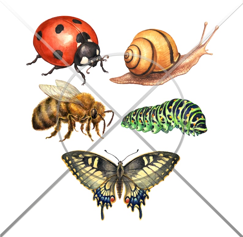 Insects Clipart, Digital Watercolor Illustration, Bug, Insect Clip Art ...