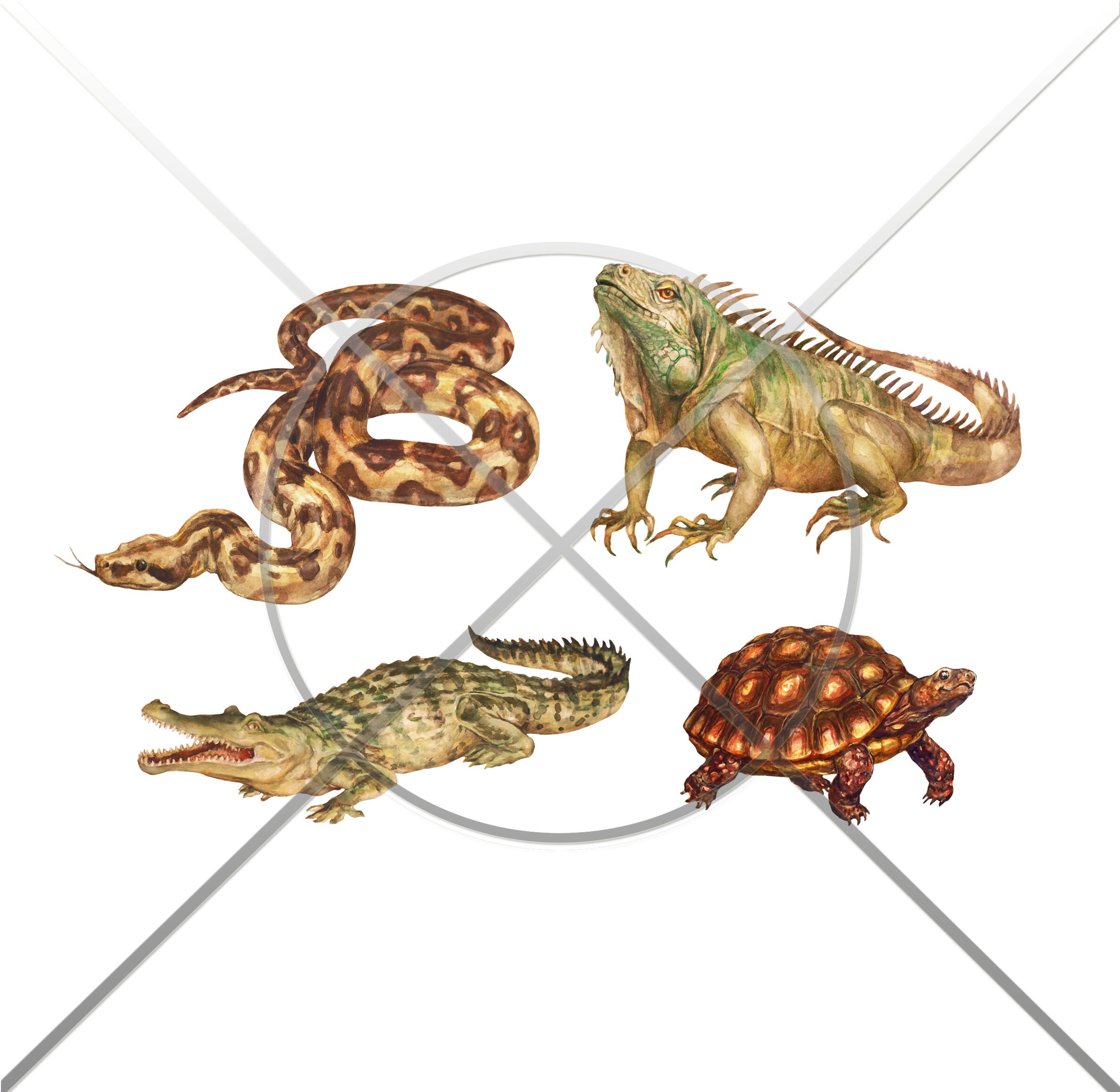 FULL PACK Reptiles Clipart Digital Watercolor Illustration - Etsy