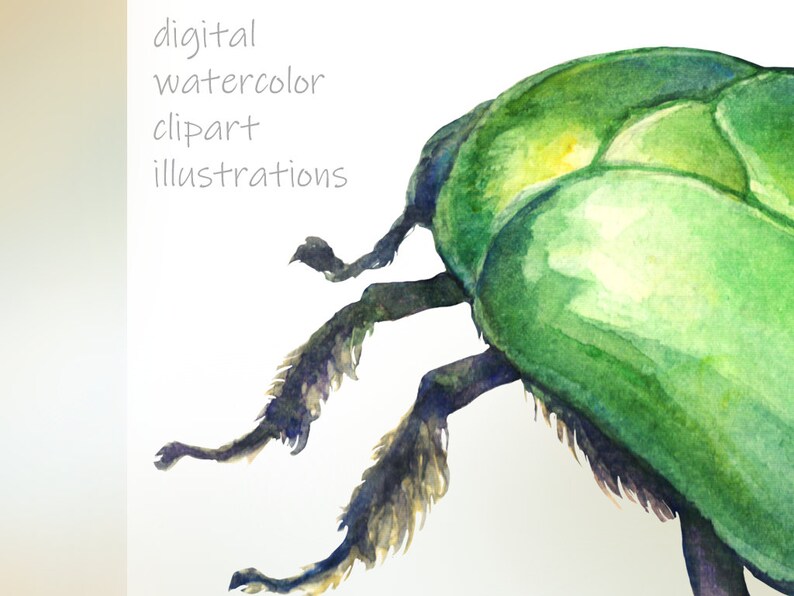Insects Clipart Digital Watercolor Illustration Bug Insect - Etsy