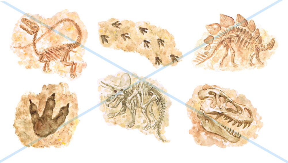 Dinosaur Fossils Clipart Digital Watercolor Illustration - Etsy Australia