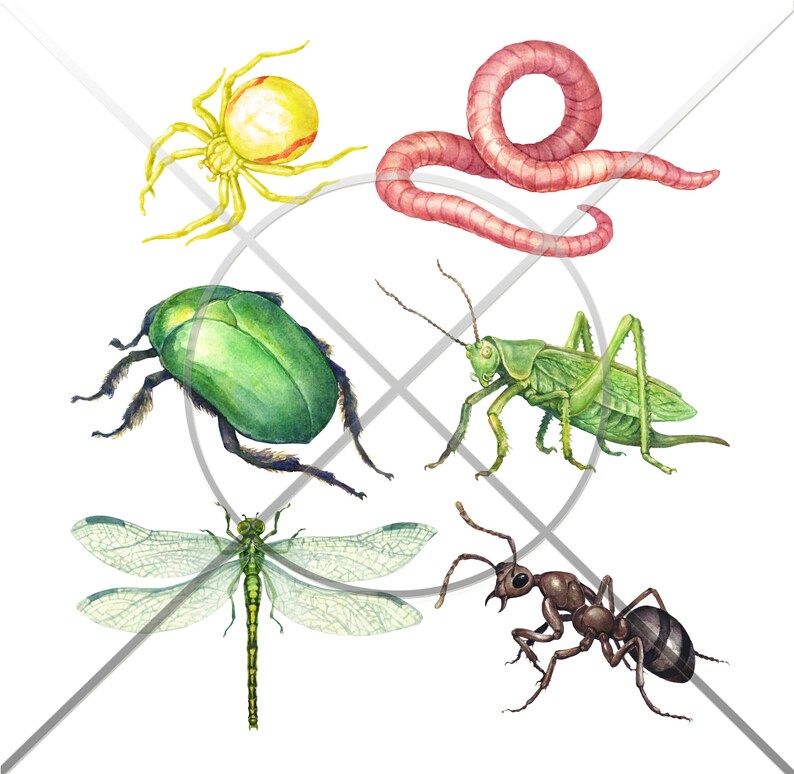 FULL PACK Insects Clipart Digital Watercolor Illustration | Etsy