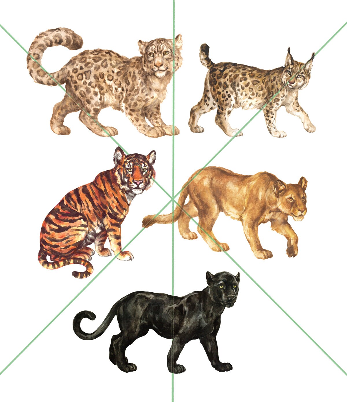 Wild Cats Clipart Digital Watercolor Wild Animal Clip Art - Etsy