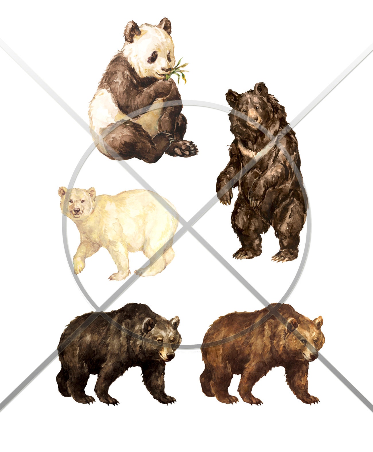 Bears of the World Clipart Digital Watercolor Bear Clip Art - Etsy