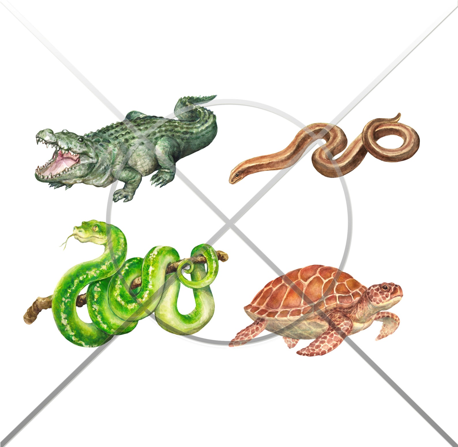 Reptiles Clipart, Digital Watercolor Illustration, Reptile Clip Art ...