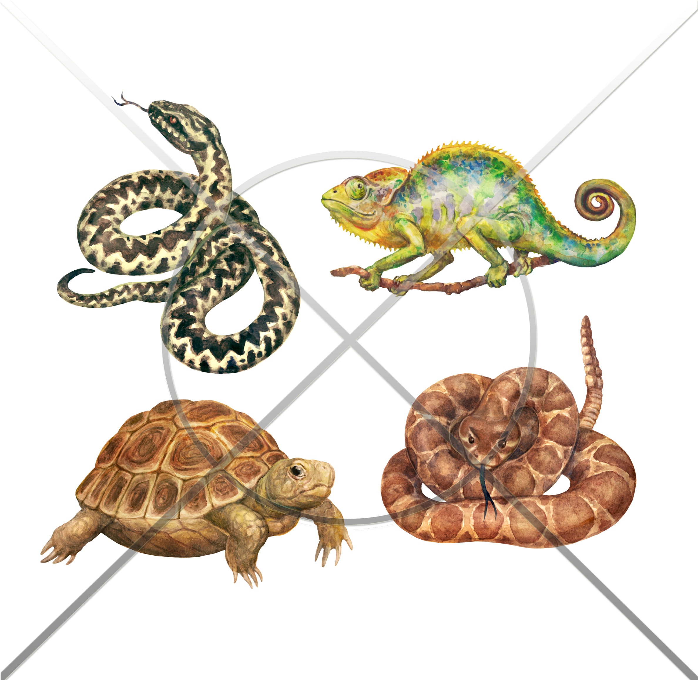 Reptiles Clipart Digital Watercolor Illustration Reptile - Etsy