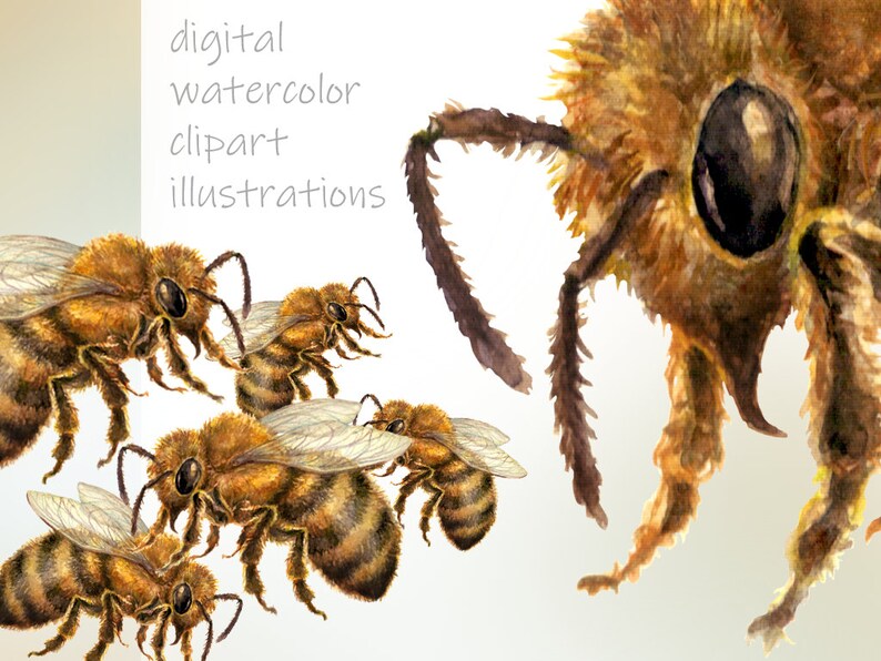 Insects Clipart, Digital Watercolor Illustration, Bug, Insect Clip Art ...