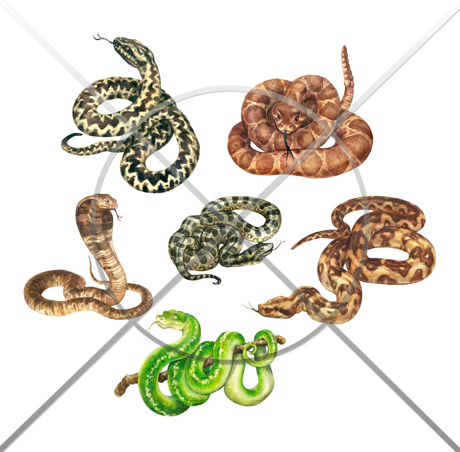 Snakes Clipart Digital Watercolor Illustration Serpent Clip - Etsy Canada