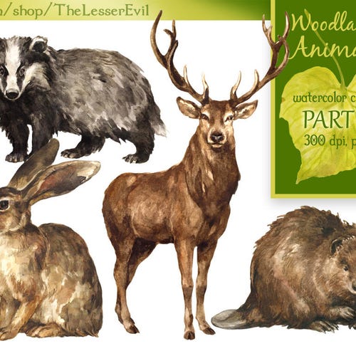 Woodland Animals Watercolor Clipart Bundle Forest Animals - Etsy