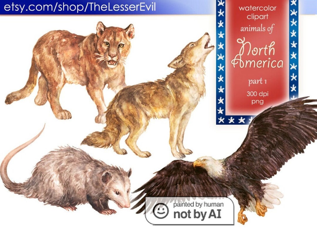 Animals of North America Clipart, Digital Watercolor Illustration ...