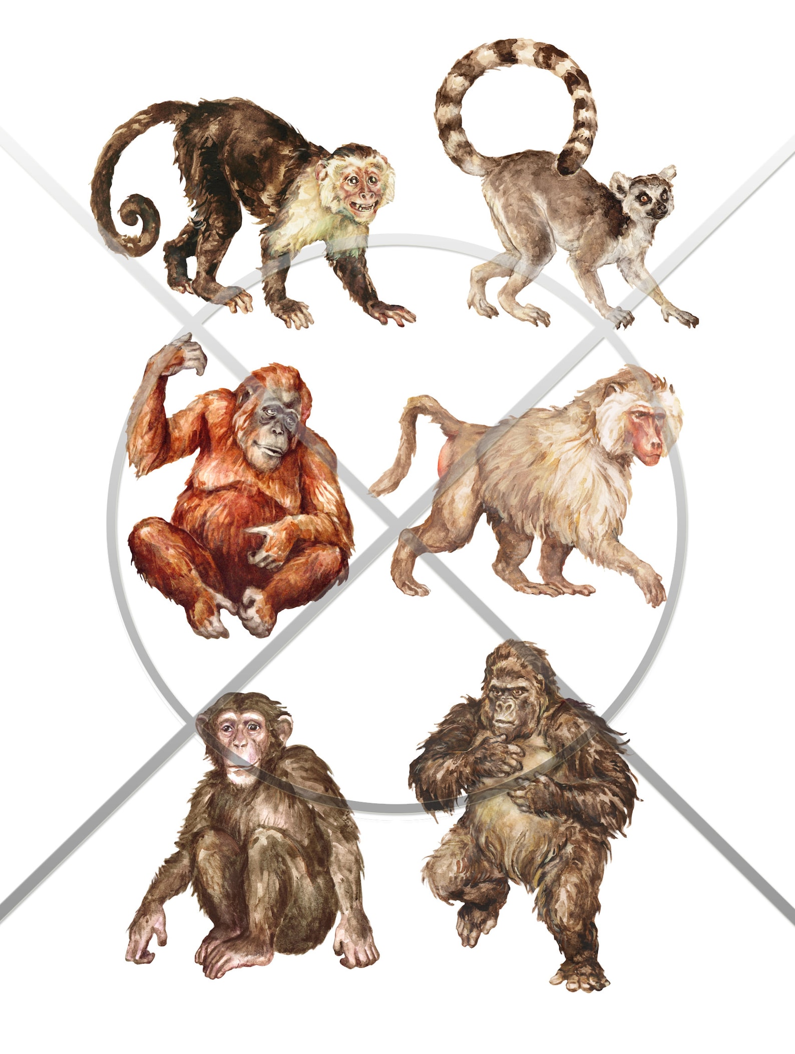 Monkeys and Apes Clipart, Digital Watercolor Monkey Clip Art, Hand ...