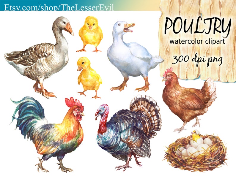 Poultry Clipart Digital Watercolor Illustration Fowl Clip | Etsy