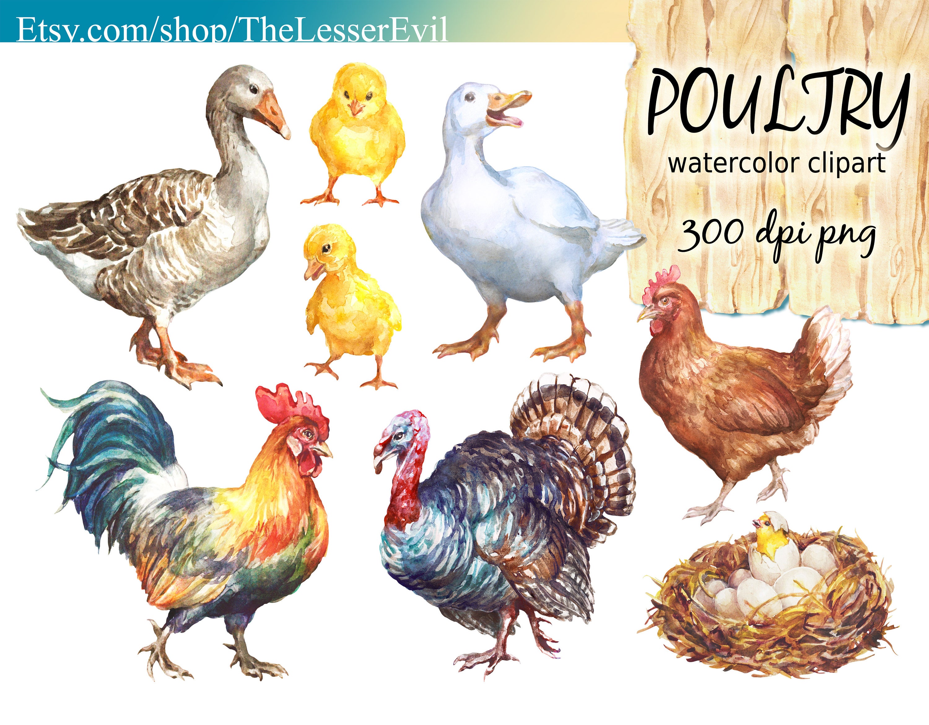 Poultry Clipart, Digital Watercolor Illustration, Fowl Clip Art, Hand ...