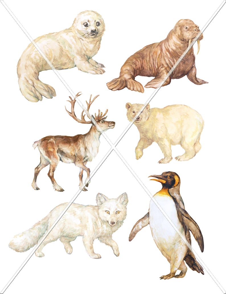 Arctic Animals Clipart, Watercolor Polar Animal Clip Art, Hand-painted ...