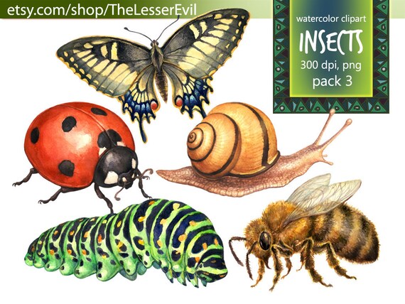 Insects Clipart Digital Watercolor Illustration bug insect | Etsy