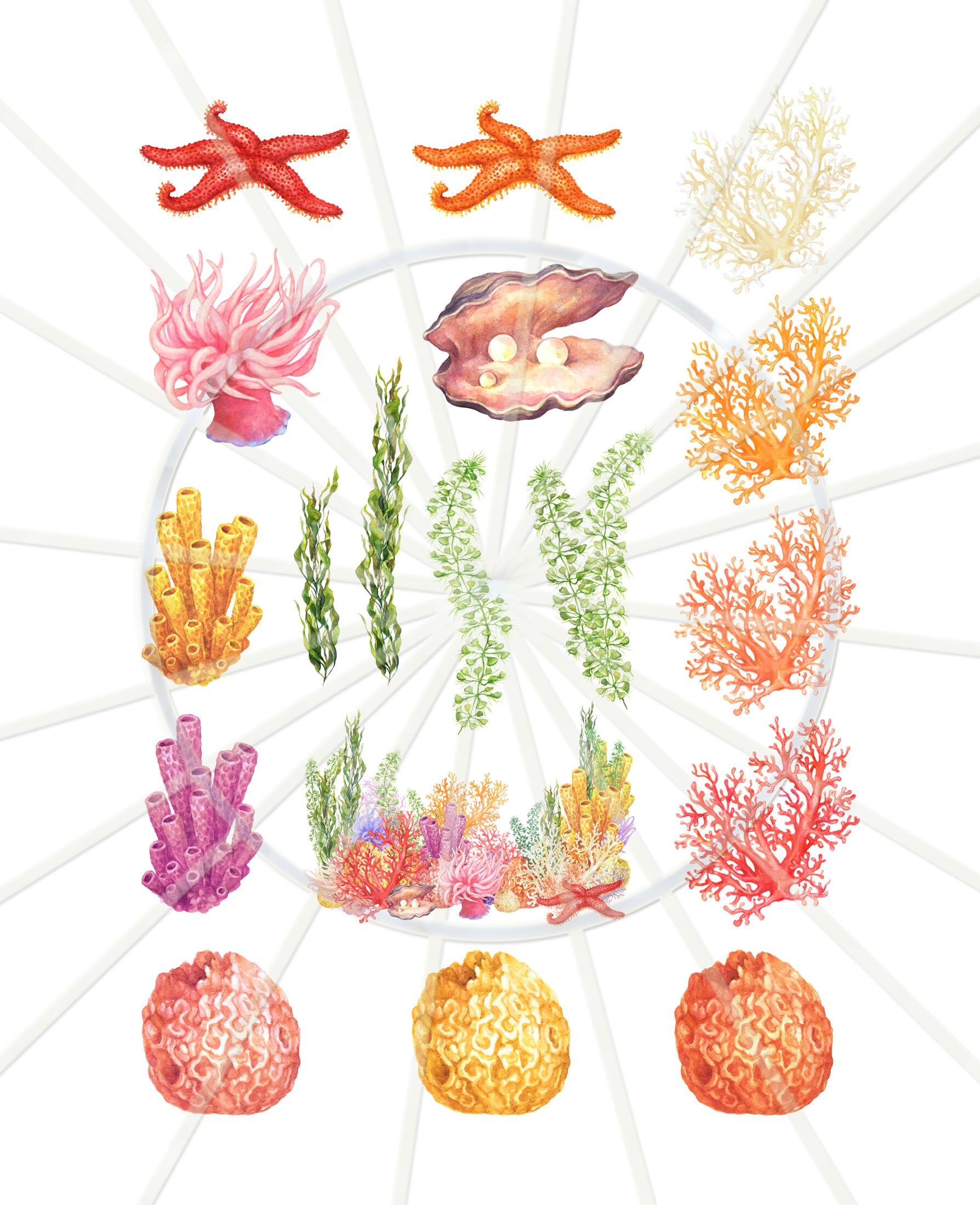Ocean Creatures Clipart, Coral Reef, Digital Watercolor Illustration ...
