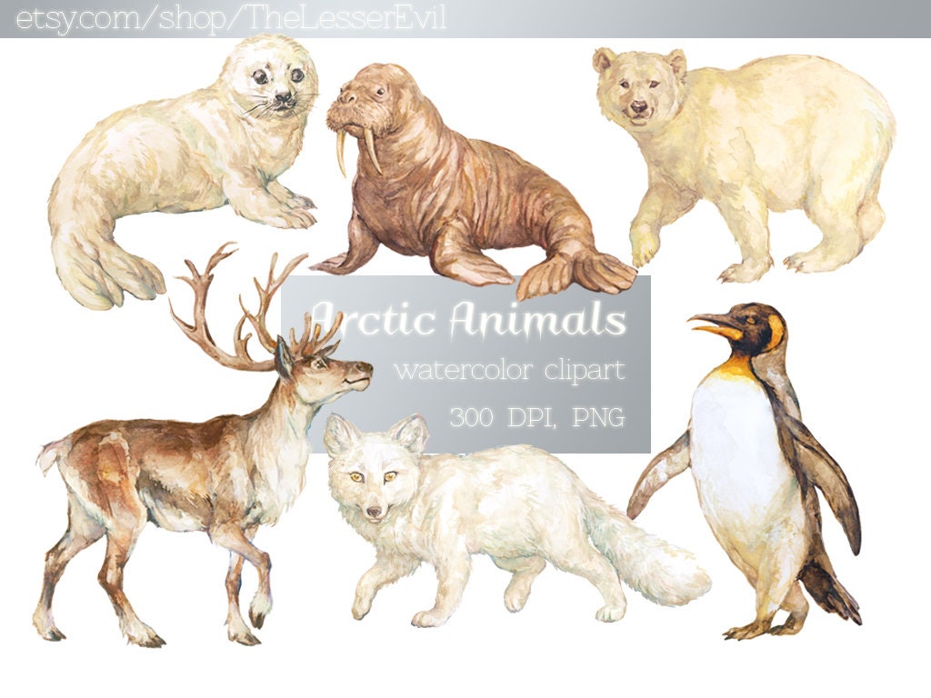 Arctic Animals Clipart, Watercolor Polar Animal Clip Art, Hand-painted ...