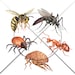 FULL PACK Insects Clipart Digital Watercolor Illustration - Etsy
